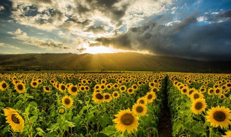 Zero Waste Sunflower Biodiesel Kick Starts Maui’s Agricultural ...